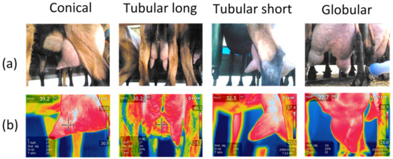Infrared Thermography of Teat in French Dairy Alpine Goats: A Promising ...