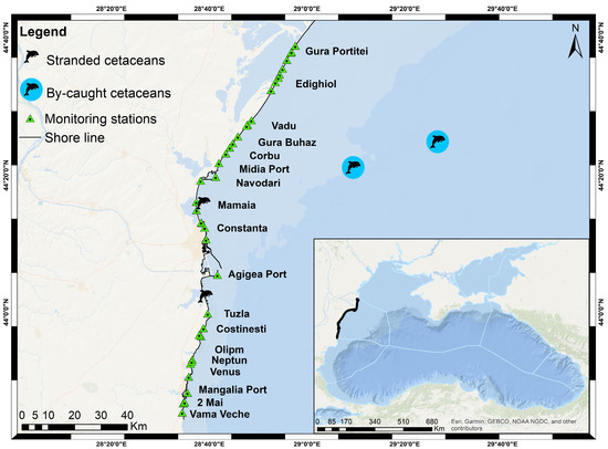 Preliminary Study on Microplastic Contamination in Black Sea Cetaceans ...