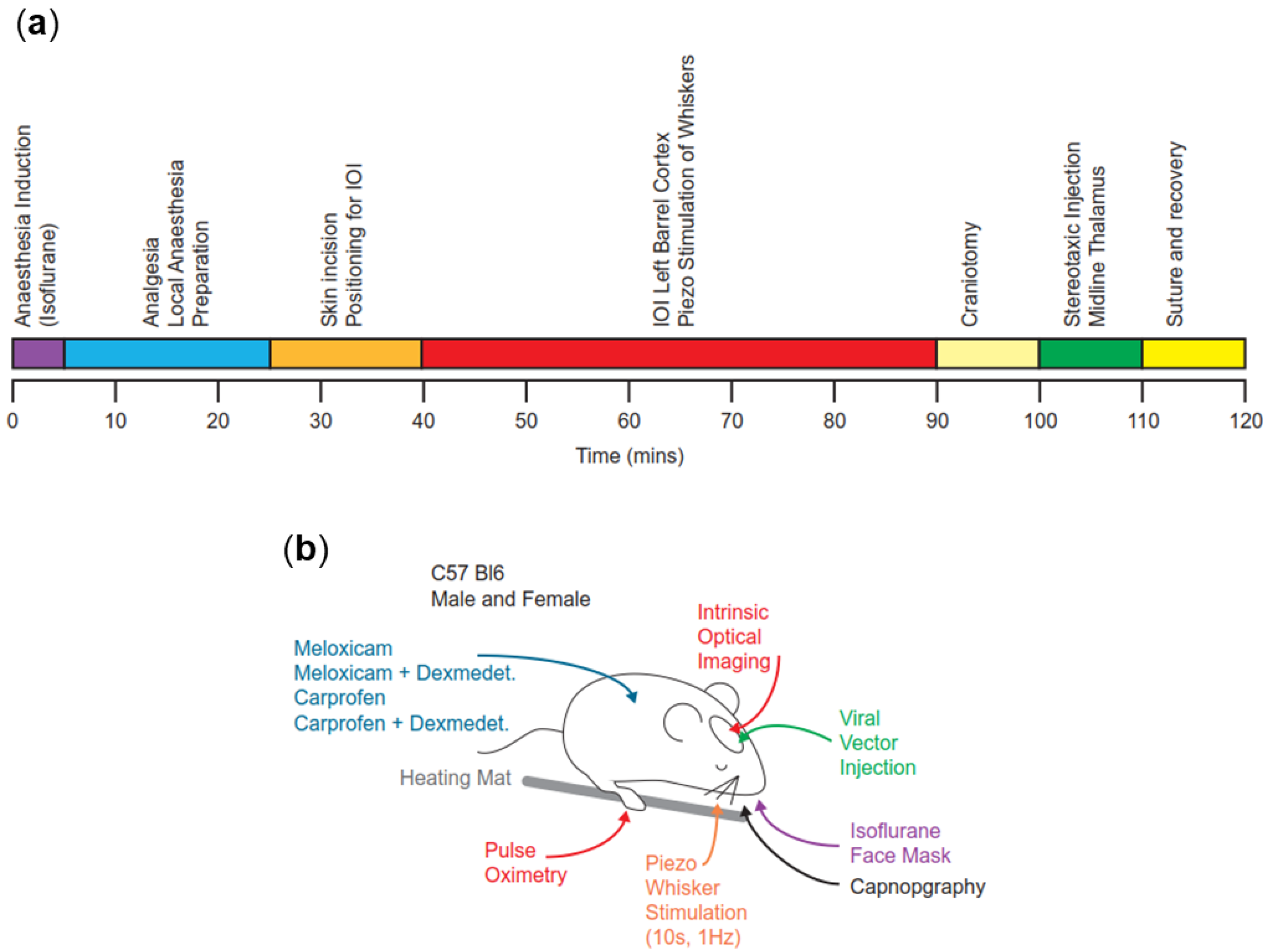 Antinociceptive and Cardiorespiratory Effects of a Single Dose of ...