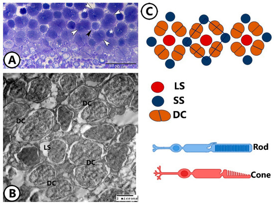 Retinal Structure of Poecilia sphenops: Photoreceptor Mosaics, Synaptic ...