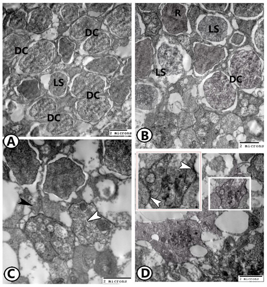 Retinal Structure of Poecilia sphenops: Photoreceptor Mosaics, Synaptic ...