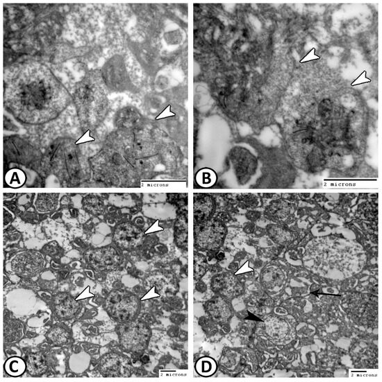 Retinal Structure of Poecilia sphenops: Photoreceptor Mosaics, Synaptic ...