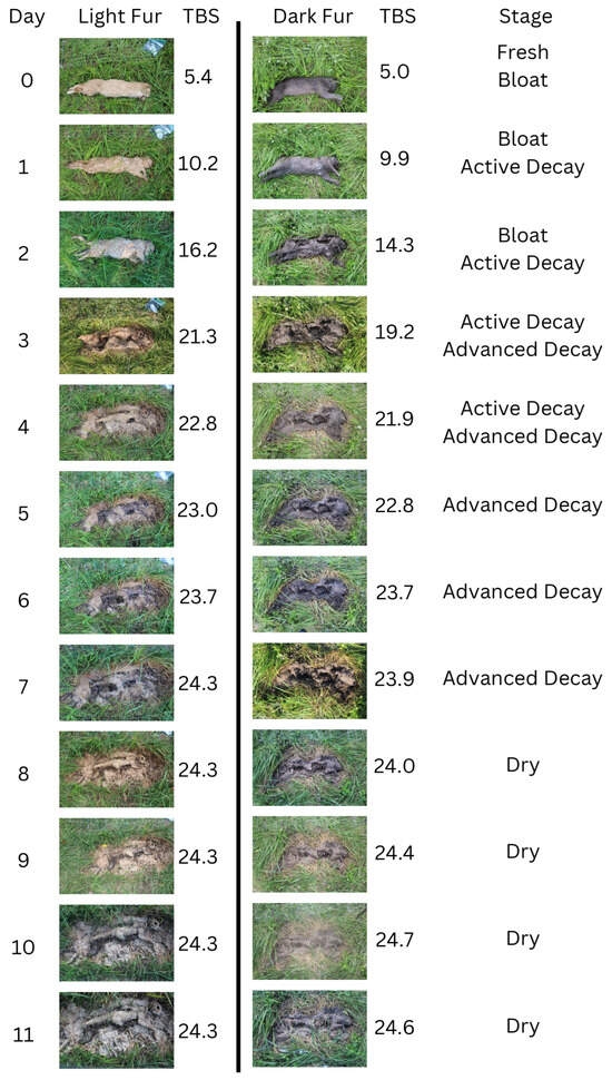 Feline Forensics: Revealing the Unique Decomposition of Cats