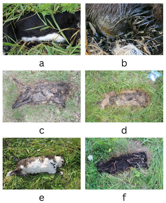 Feline Forensics: Revealing the Unique Decomposition of Cats