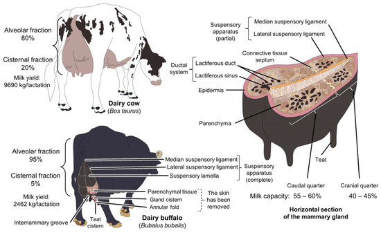 Anatomy and Physiology of Water Buffalo Mammary Glands: An ...