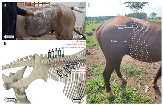 A Single-Port, Multiple-Access, Custom-Made Device Used in ...