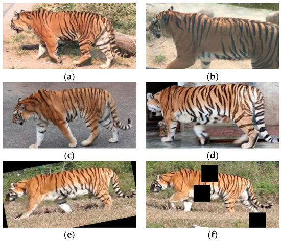 A Serial Multi-Scale Feature Fusion and Enhancement Network for Amur ...
