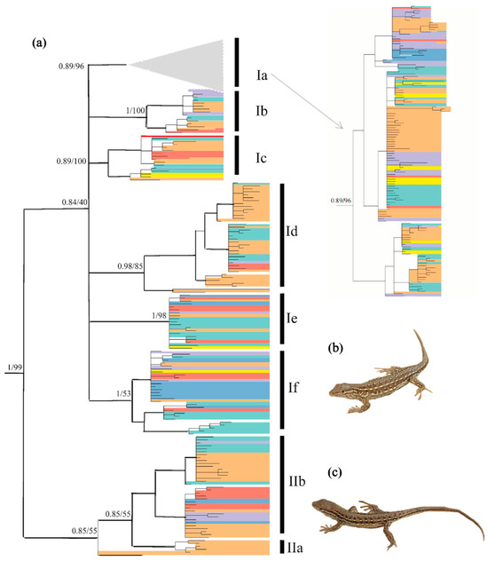 Range-Wide Phylogeography and Ecological Niche Modeling Provide ...