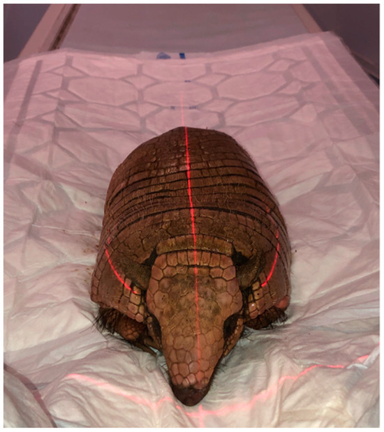 Correlation between Cross-Sectional Anatomy and Computed Tomography of the Normal Six-Banded ...