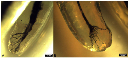 Comparative Morphology of the Carnassial Teeth Root Canals in Mixed ...
