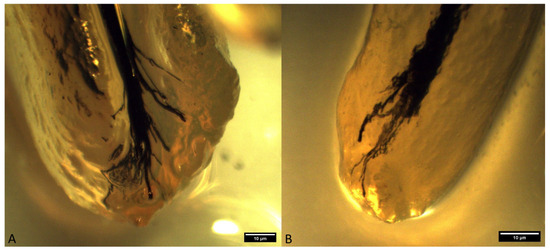 Comparative Morphology of the Carnassial Teeth Root Canals in Mixed ...