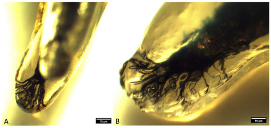 Animals | Free Full-Text | Comparative Morphology of the Carnassial ...