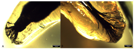 Comparative Morphology of the Carnassial Teeth Root Canals in Mixed ...