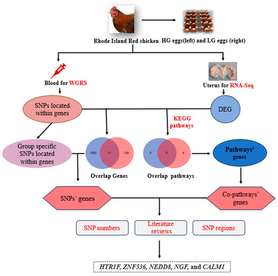 Integration of Whole-Genome Resequencing and Transcriptome Sequencing Reveals Candidate Genes in ...