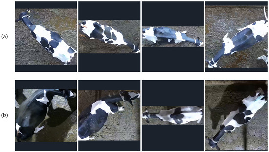 Open-Set Recognition of Individual Cows Based on Spatial Feature ...