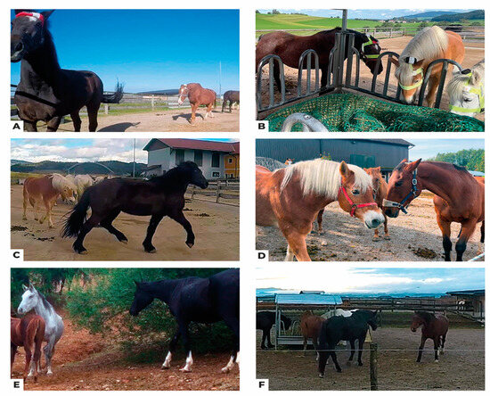 Video Ethogram of Equine Social Behaviour