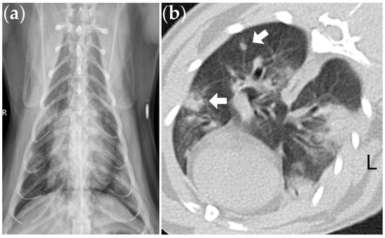 Detection of Feline Coronavirus in Bronchoalveolar Lavage Fluid from ...
