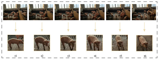 Research on Dynamic Pig Counting Method Based on Improved YOLOv7 Combined with DeepSORT