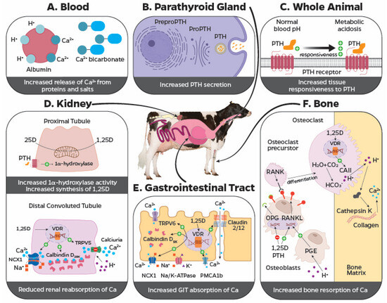 Periparturient Mineral Metabolism: Implications to Health and Productivity