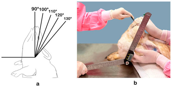 Cadaveric Study on Comparison of Neck Extension Angles for Endotracheal ...