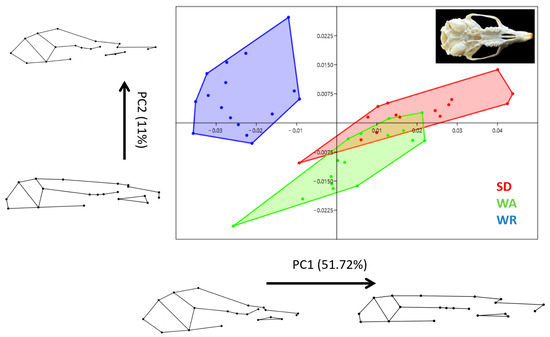 Comparative Cranial Geometric Morphometrics among Wistar Albino ...