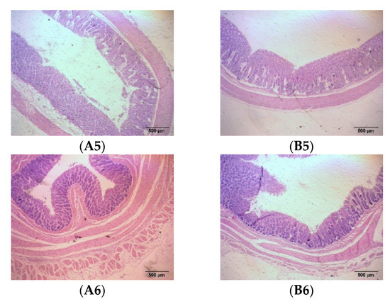 Multi-Omics Analysis Reveals the Regulatory Mechanism of Probiotics on ...