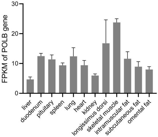 POLB Regulates Proliferation and Apoptosis of Bovine Primary Myocytes