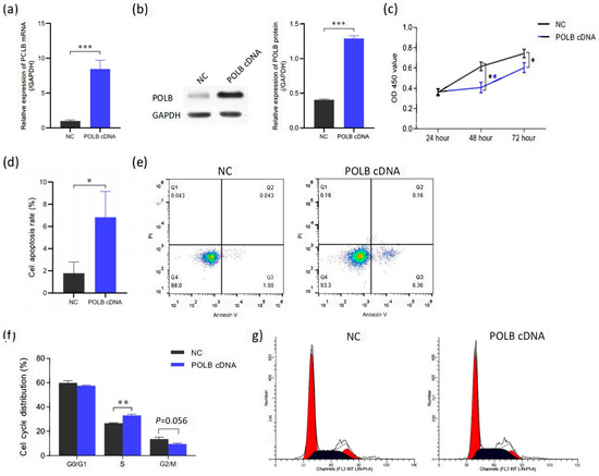 POLB Regulates Proliferation and Apoptosis of Bovine Primary Myocytes