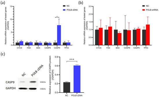 POLB Regulates Proliferation and Apoptosis of Bovine Primary Myocytes