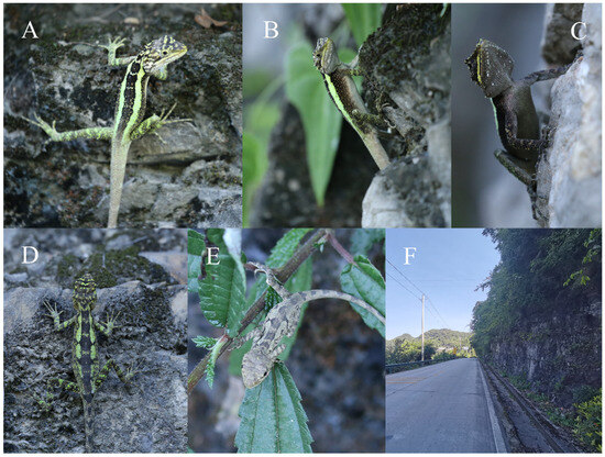 A New Species of Diploderma (Squamata, Agamidae) from the Valley of ...