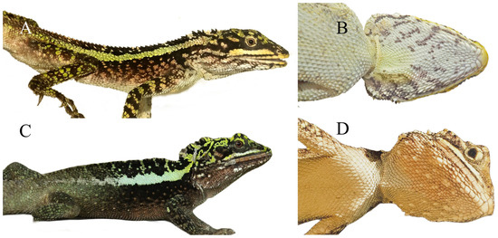 A New Species of Diploderma (Squamata, Agamidae) from the Valley of ...