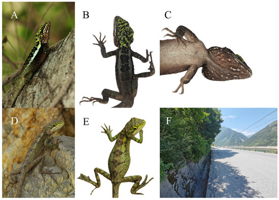 A New Species of Diploderma (Squamata, Agamidae) from the Valley of ...