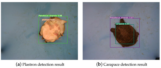A Novel Method for the Object Detection and Weight Prediction of Chinese Softshell Turtles Based ...