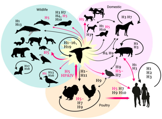 Highly Pathogenic Avian Influenza (HPAI) H5 Clade 2.3.4.4b Virus Infection in Birds and Mammals