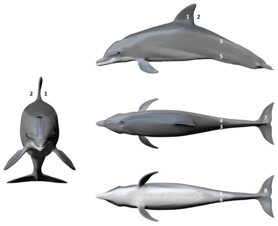 Validating a Non-Invasive Method for Assessing Cortisol Concentrations in Scraped Epidermal Skin ...