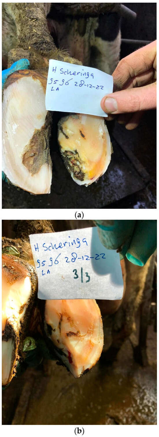 Animals | Free Full-Text | An Evaluation of a Parenteral Antibiotic ...