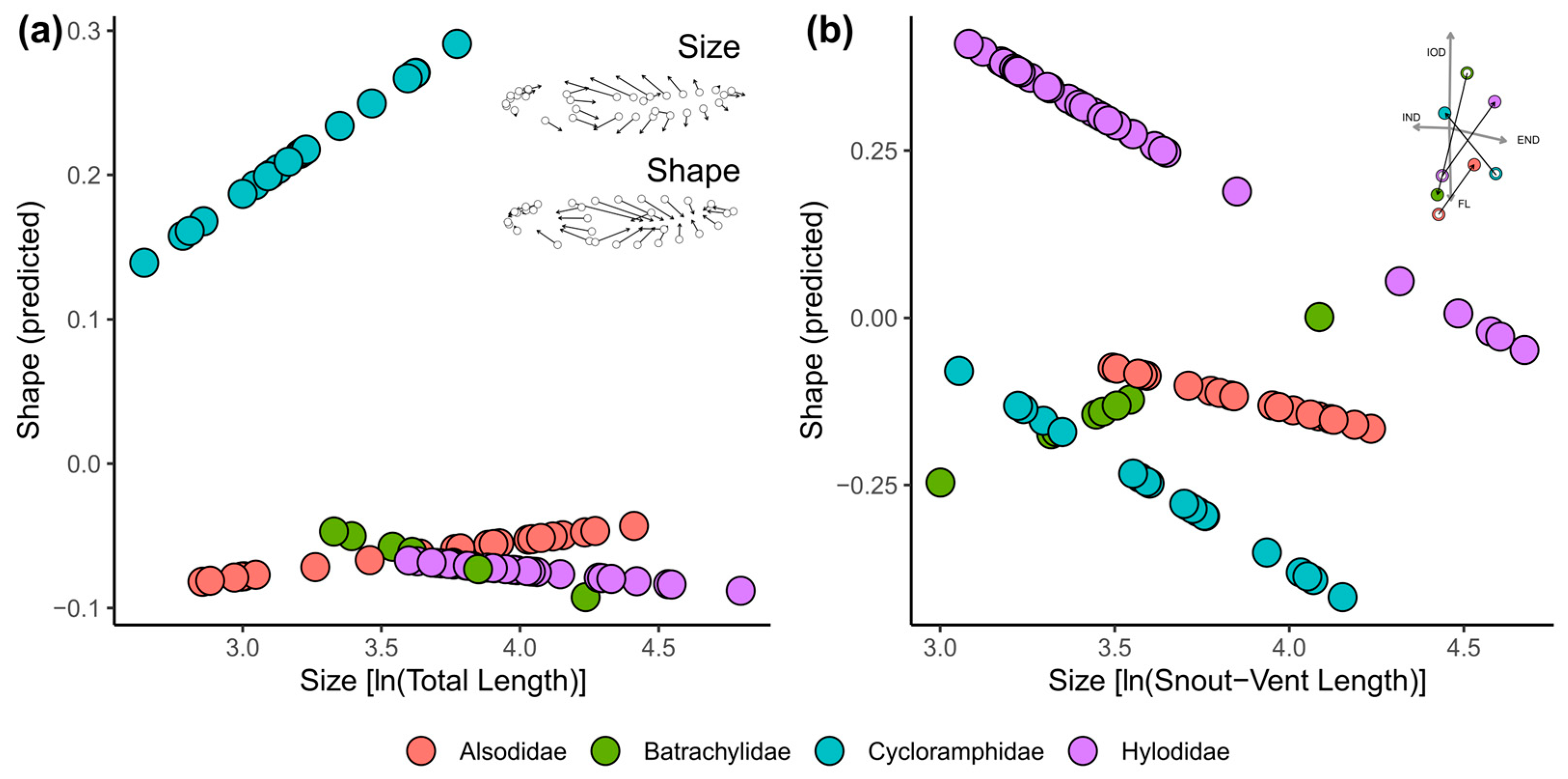 Animals | Free Full-Text | Shape Evolution in Two Acts: Morphological Diversity of Larval and ...
