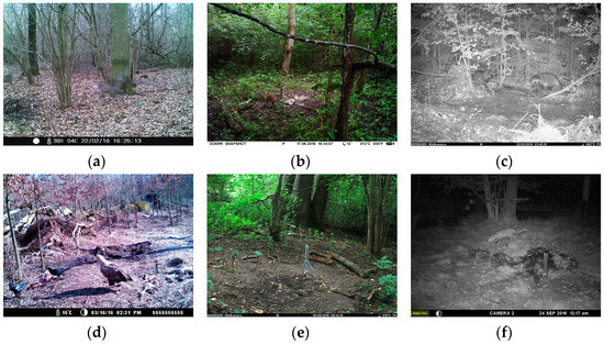 Automated Detection and Counting of Wild Boar in Camera Trap Images