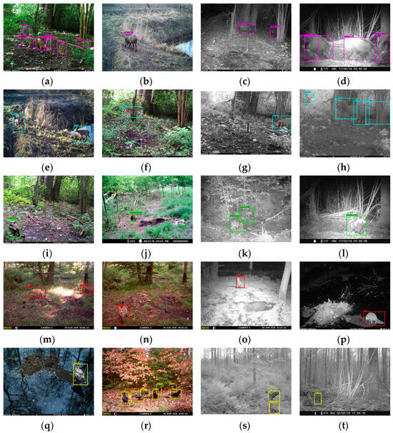 Automated Detection and Counting of Wild Boar in Camera Trap Images