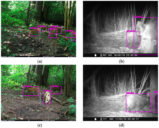 Automated Detection and Counting of Wild Boar in Camera Trap Images