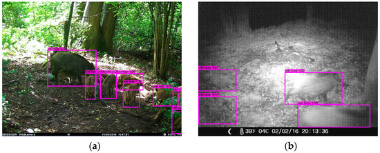 Animals | Free Full-Text | Automated Detection and Counting of Wild Boar in Camera Trap Images