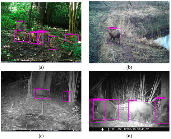 Automated Detection and Counting of Wild Boar in Camera Trap Images