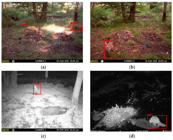 Animals | Free Full-Text | Automated Detection and Counting of Wild Boar in Camera Trap Images