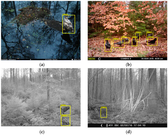 Automated Detection and Counting of Wild Boar in Camera Trap Images