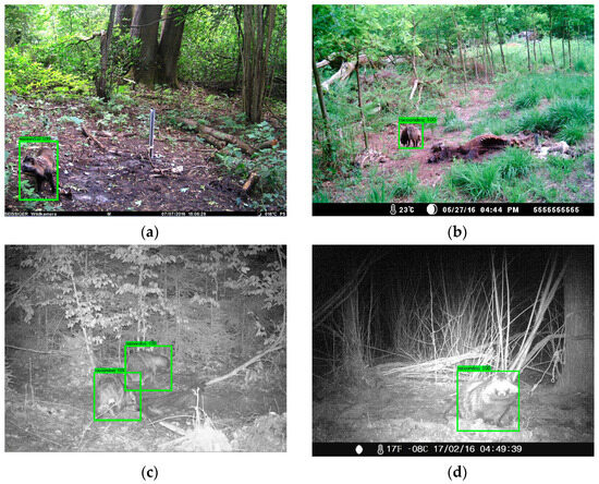 Animals | Free Full-Text | Automated Detection and Counting of Wild Boar in Camera Trap Images