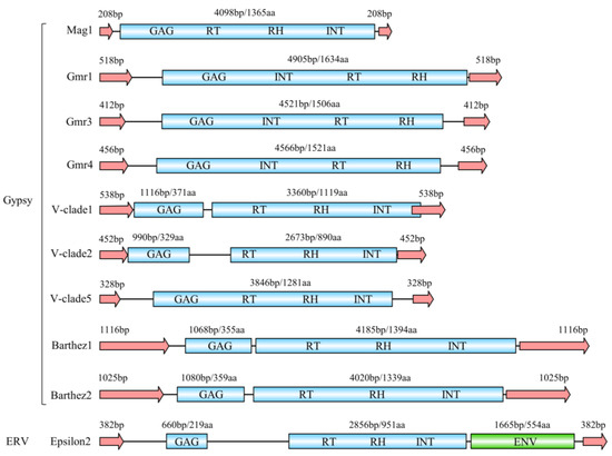 High Diversity of Long Terminal Repeat Retrotransposons in Compact ...