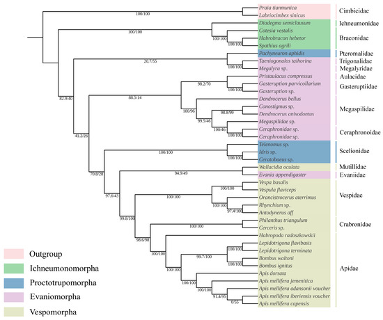 Characterization of the Mitogenome of the Genus Dendrocerus Ratzeburg ...