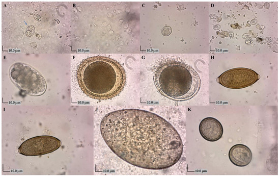 Gastrointestinal Parasites in Owned Dogs in Serbia: Prevalence and Risk ...