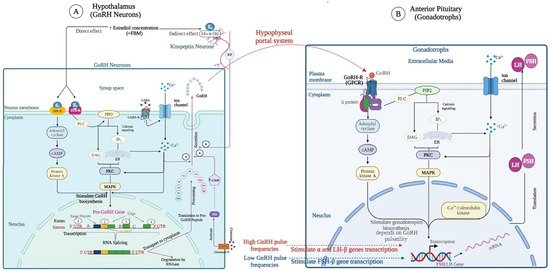 Gonadotropin-Releasing Hormone (GnRH) and Its Agonists in Bovine ...