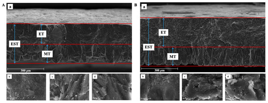 Comparative Analysis of the Ultrastructure, Bubble Pores, and ...